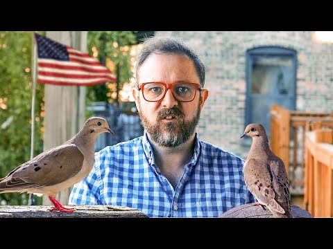 Let's Talk About American Mourning Doves