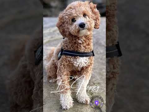 A cross between a Bichon Frise and a Poodle is known as a: