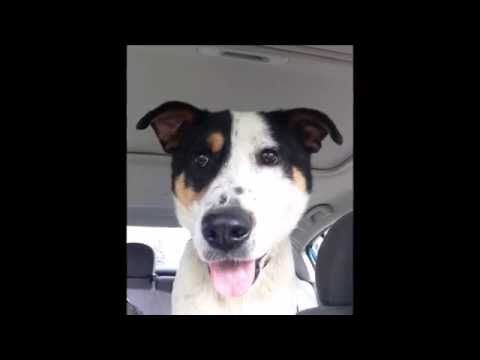 Knox - Australian Cattle Dog (Blue Heeler) / Husky Mix
