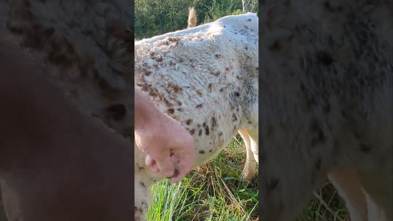 Just sprayed white oak with dawn dish soap because he has dingleberries and cocklebur butt!