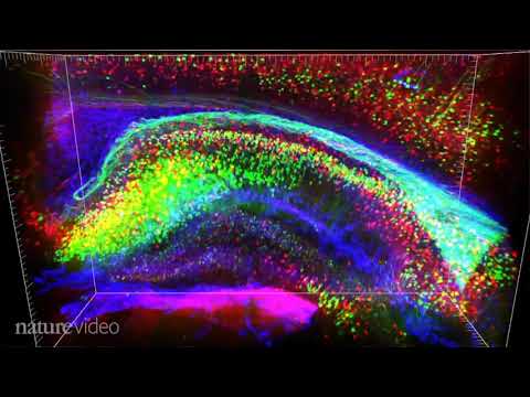 PRISM Speaker Series, Dr. Ken Hovis "The Mindful Brain"