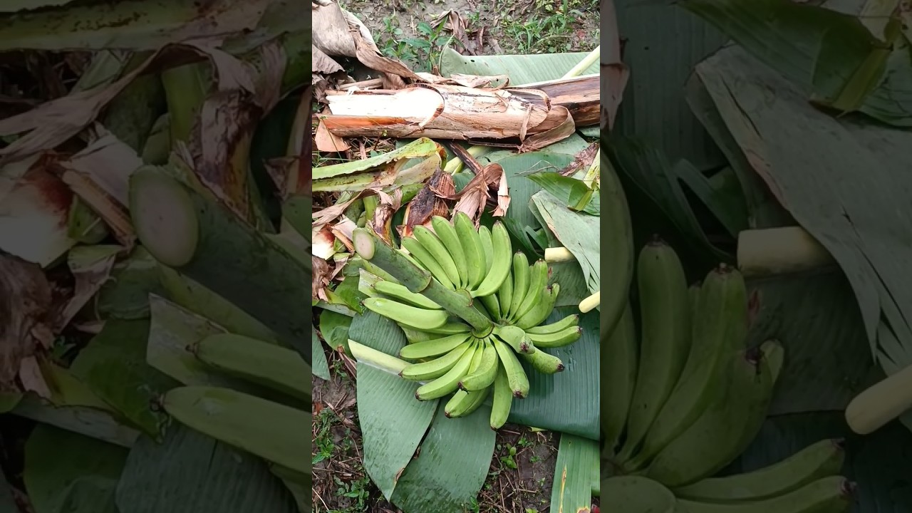 pokok pisang tumbang waktu ribut. #pisang #pisangberangan  #pisangnangka