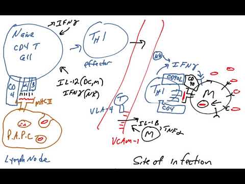 Th1 effector cells