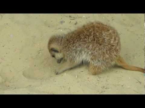 Mr. Scratch in endless action