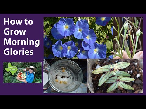 How to Grow Morning Glories