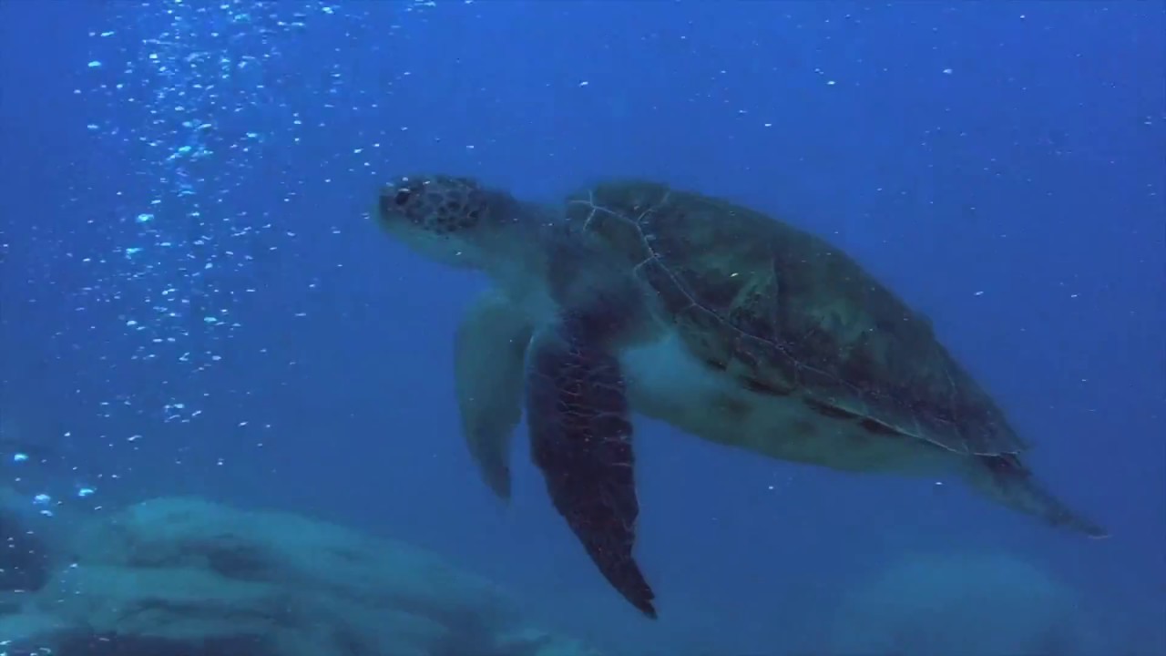 Nuotare con le tartarughe marine a Tenerife!