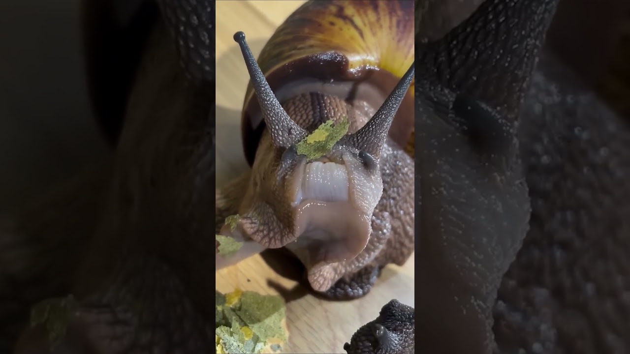 A Snail with Teeth