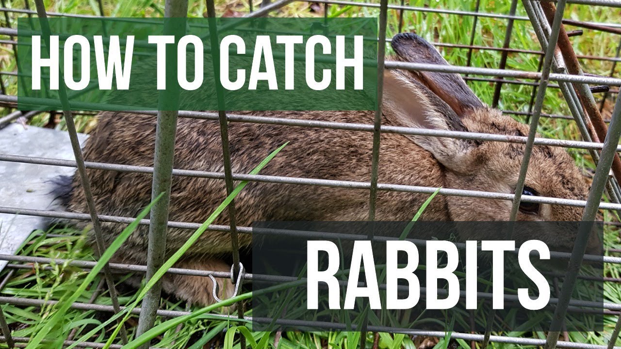 How to Catch a Rabbit with a Live Trap | DIY Rabbit Trapping Guide