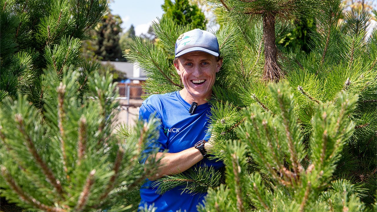 Tree Talk Austrian Pine with Nick