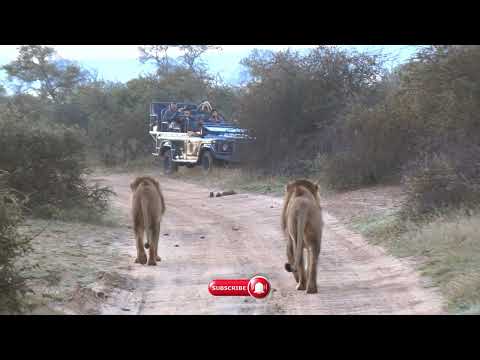5 Incredible Wildlife Showdowns: Lions and the Savanna