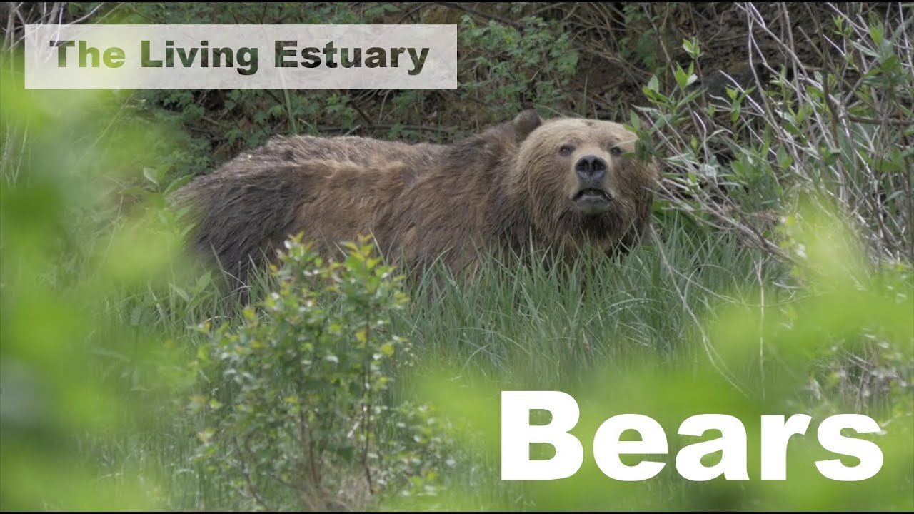 The Living Estuary: Bears
