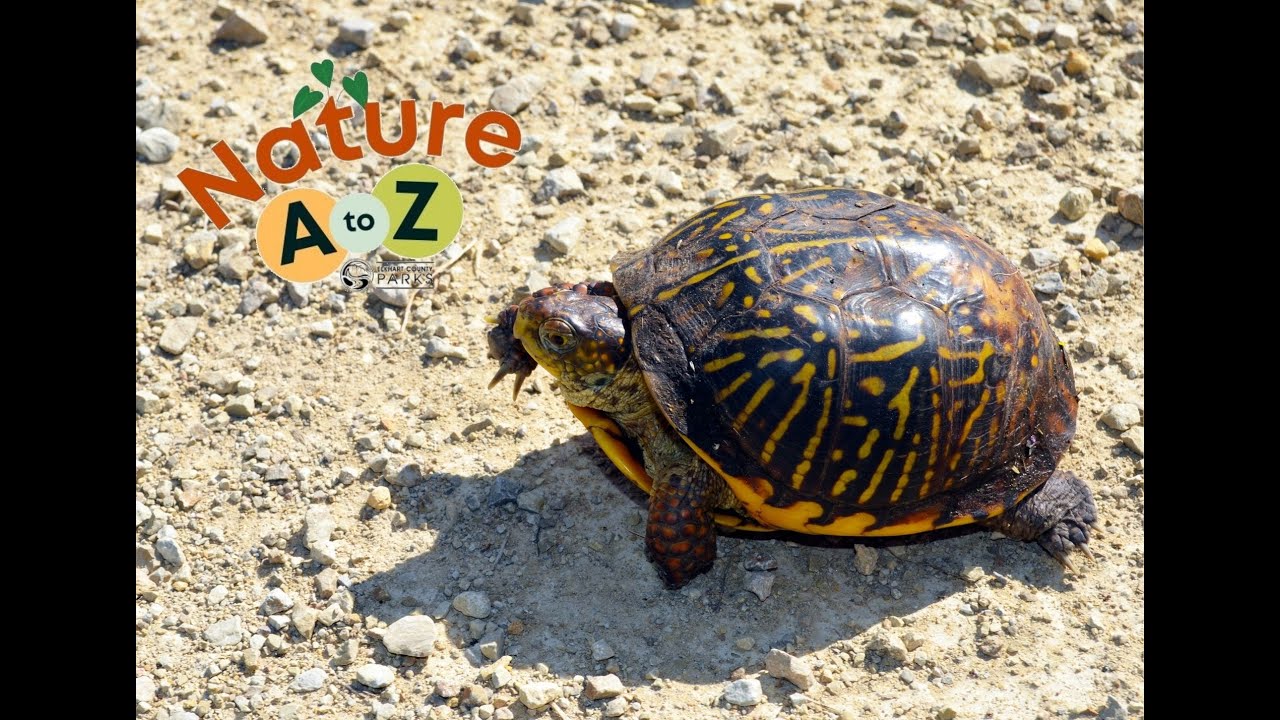 Letter O- Ornate Box Turtle