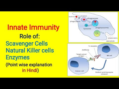 Innate Immunity | Components of Innate Immune System | Natural Immunity | in Hindi | #innateimmunity
