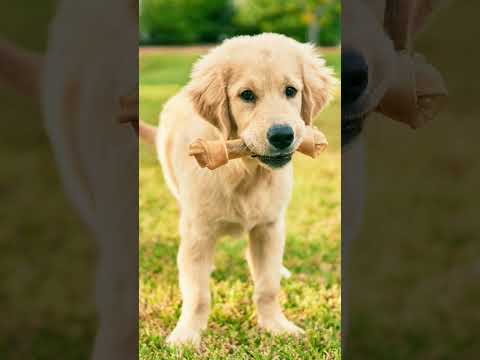 8 names for a golden retriever. What breed should I do next. I will do every breed.