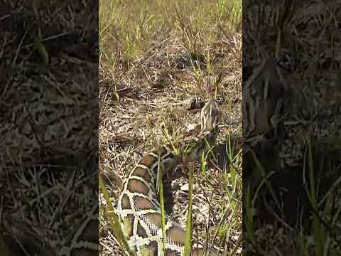 How Burmese pythons became an invasive species in Florida. #burmesepython #invasivespecies #florida