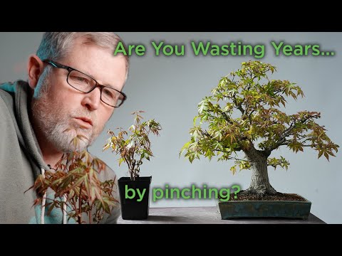 Bonsaify | When to Pinch Japanese Maples and When to Let 'em Run!