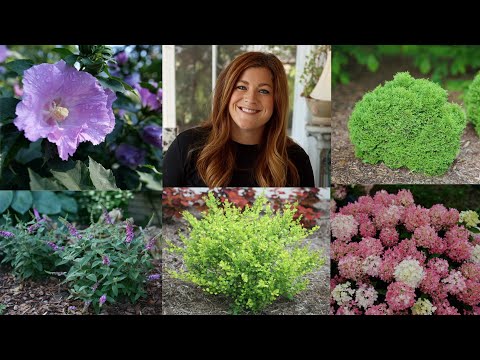 10 Small Shrubs that Will Fit In Any Garden! πΏ // Garden Answer