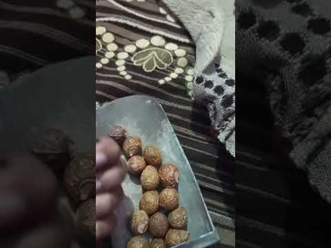 Soap Nut - Ritha Latest Price, Manufacturers & Suppliers