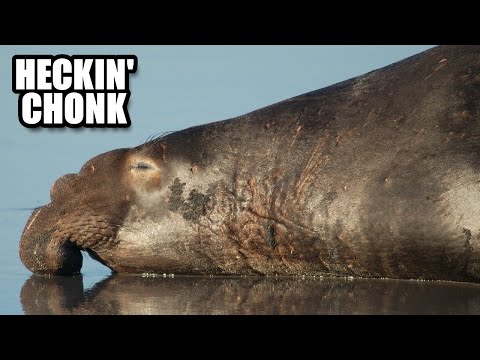 Elephant Seal Facts: the LARGEST LIVING Seals 😮 Animal Fact Files