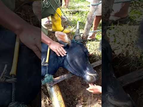 penyembelihan hewan Qurban