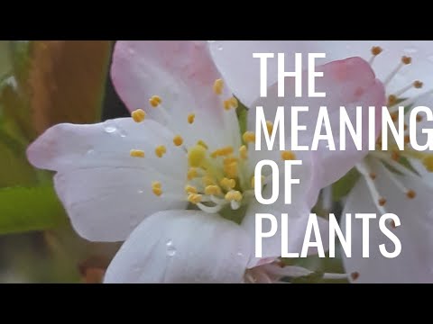 Japanese Cherry Tree Blossom - The meaning of plants