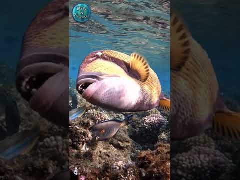 Massive titan triggerfish shows teeth | #Shorts [0:27]