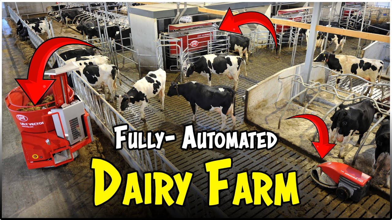 Modern Dairy Farm Design | LELY | This is the Future Of Cow Farming
