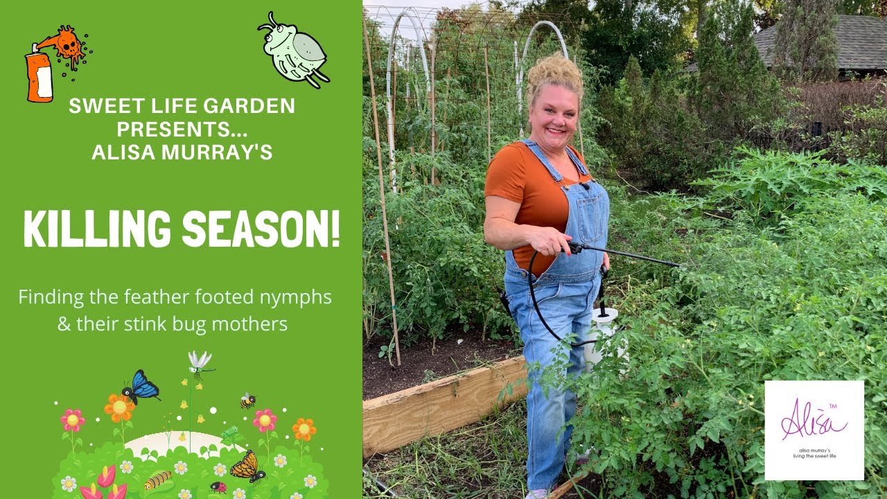 How to get rid of the leaf footed nymph and What is destroying my garden?  It's Killing Season!