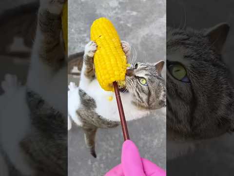 Don’t Mess With This Cat 😂