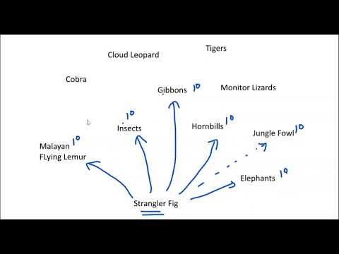 03 Food Webs