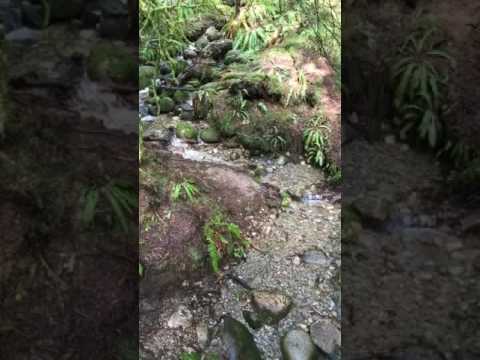 Sediment and Pioneer Species