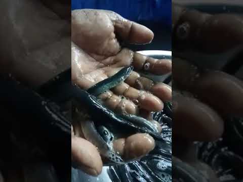 Murrel Fish - Wholesale Price & Mandi Rate for Murrel Balamash in India