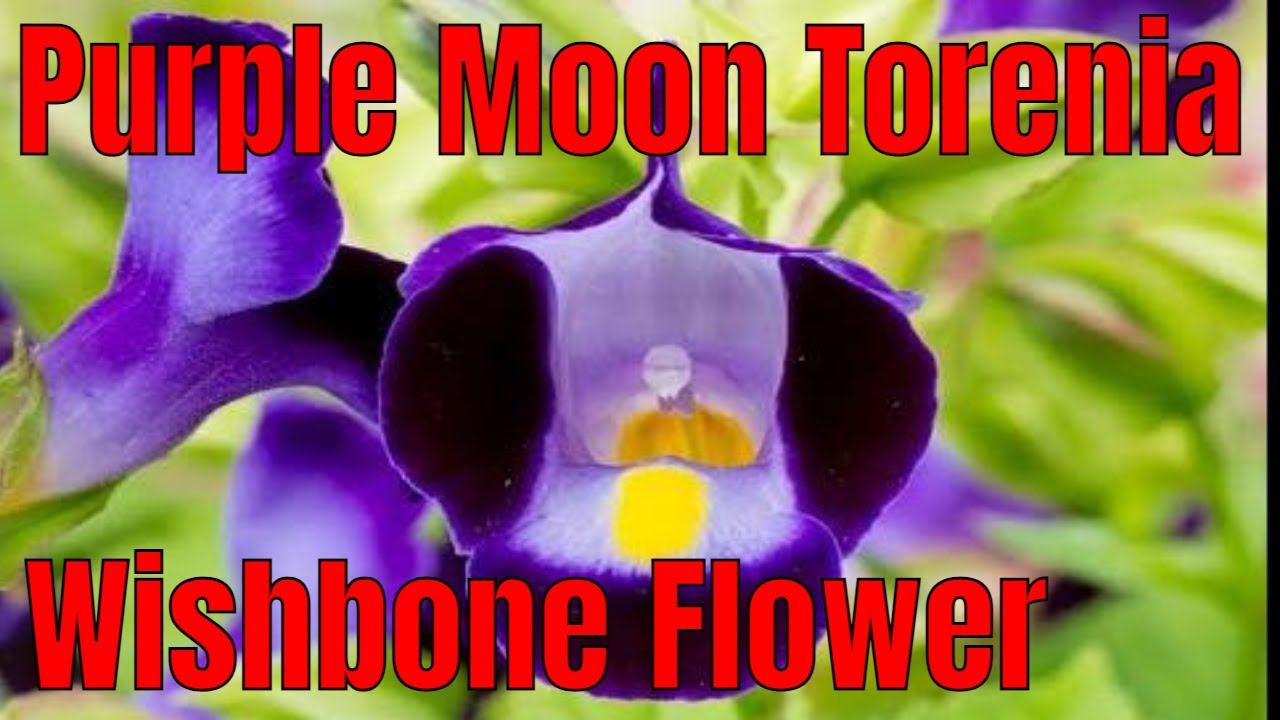 'Moon Purple' Wishbone Flower