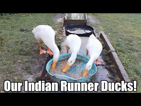 Our Indian Runner Ducks - Cleanout Time!
