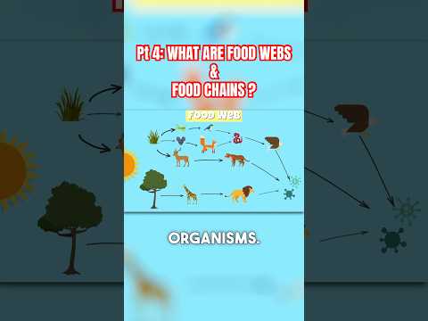 Part 4: π₯ Food Webs & Food Chains Explained! πΏπΎ
