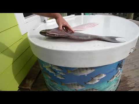How to Fillet Scamp Grouper - Dexter Outdoors
