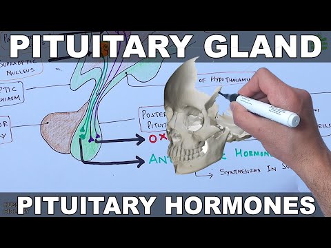 Pituitary Gland | Hormones and Hypothalamus