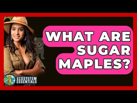 What Are Sugar Maples? - Ecosystem Essentials