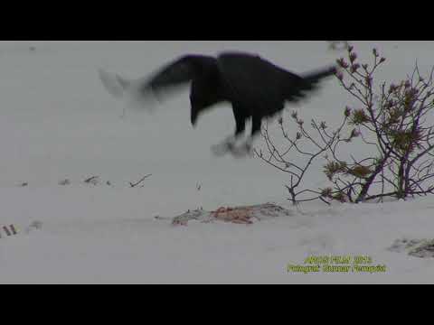 Ravens in Swedish winter, video | Dear Kitty. Some blog