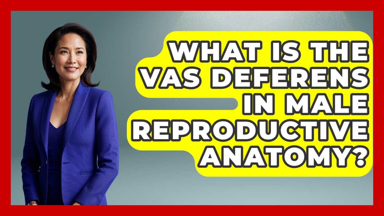 What Is The Vas Deferens In Male Reproductive Anatomy? - All About Anatomy Answers