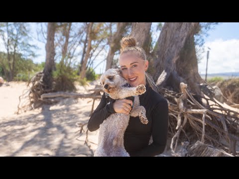 How to Fly and Travel With Your Pet and Tips Moving to Maui Hawaii