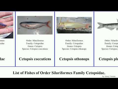 List of Fishes of Order Siluriformes Family Cetopsidae. marmoratus Cetopsis bleekeri othonops