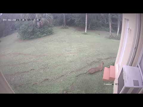Florida Panther chasing deer