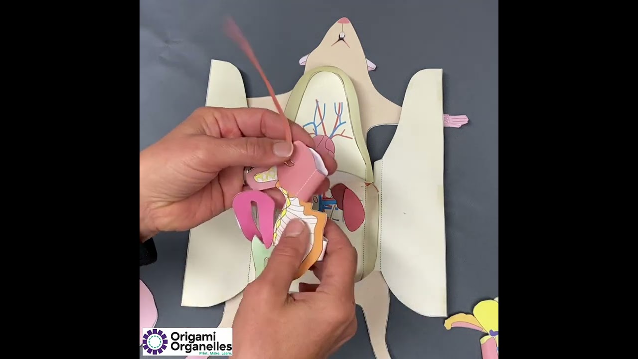 Rat Dissection Paper Model