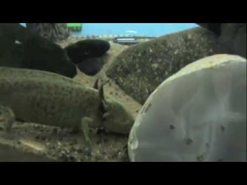 Why Axolotls are the coolest #58