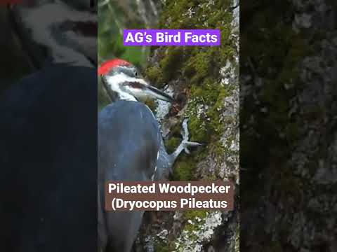 AG’s Bird Facts - Pileated Woodpecker