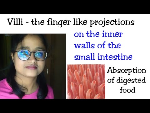 Villi - Absorption of food in small intestine, site of complete ...