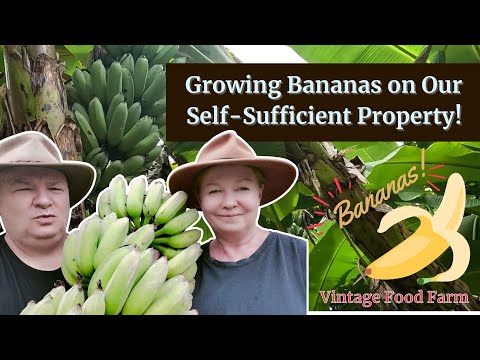 Growing Heaps of Bananas on Our Self-Sufficient Property 🍌😊👍