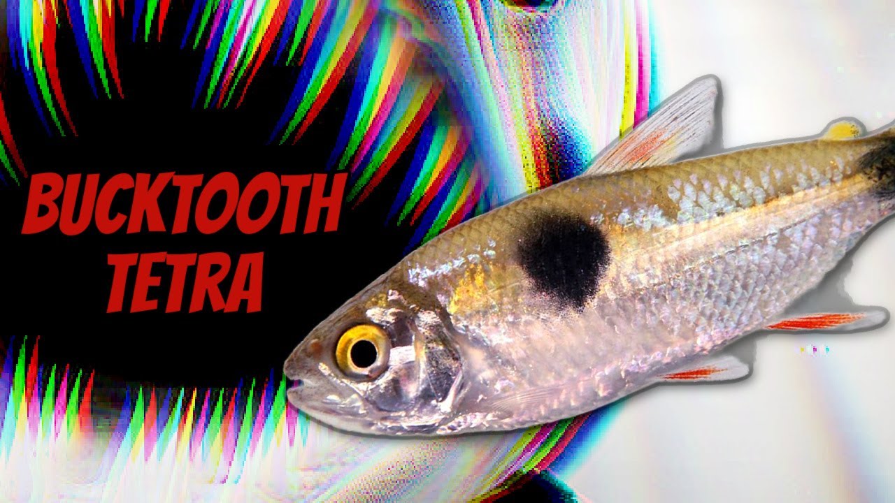 Bucktooth Tetra (Exodon paradoxus) - A Fish More Aggressive Than Piranha?