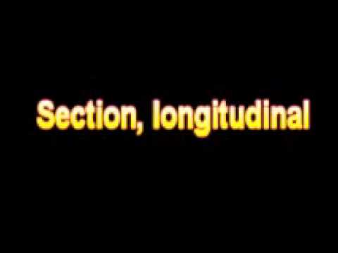 What Is The Definition Of Section, longitudinal Medical School Terminology Dictionary